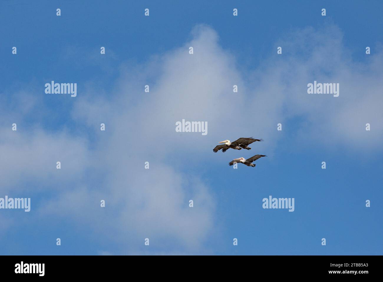 Brown pelicans in flying formation, beautifully odd wildlife with their ...