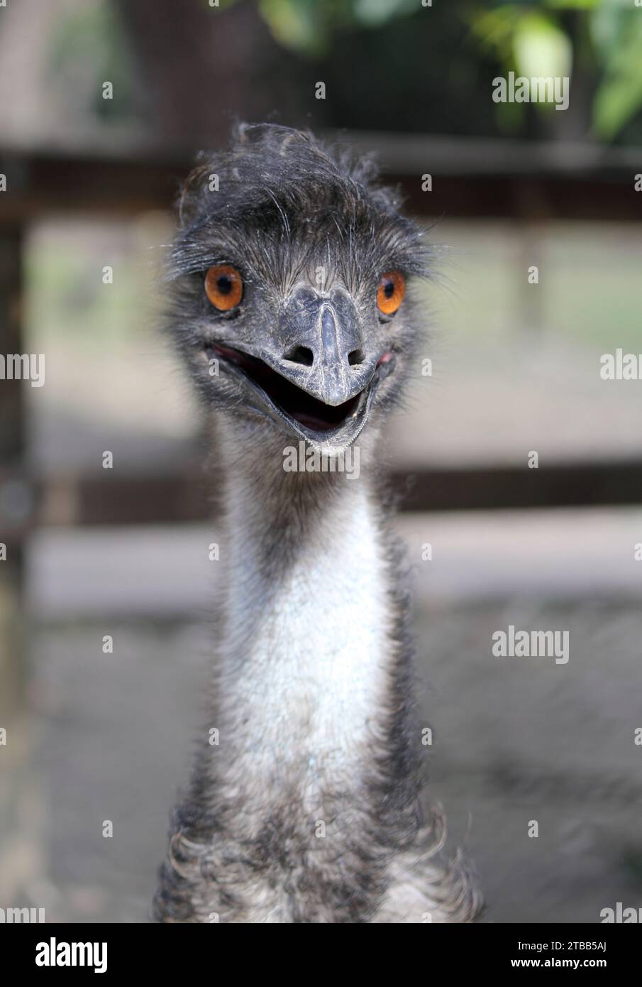 Emu head portrait hi-res stock photography and images - Alamy