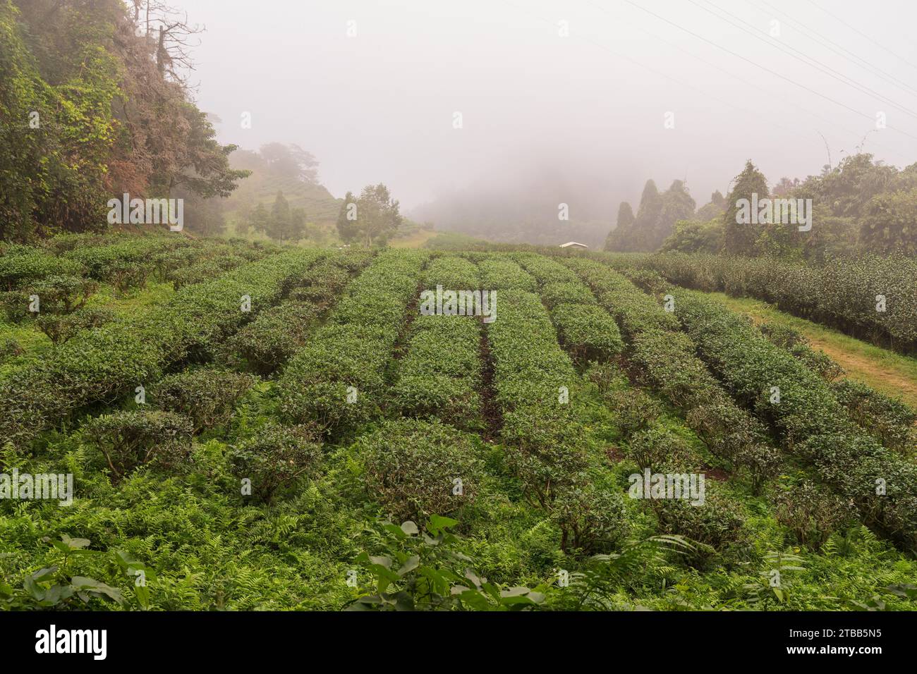 Green tea plantation on mountain hi-res stock photography and images ...