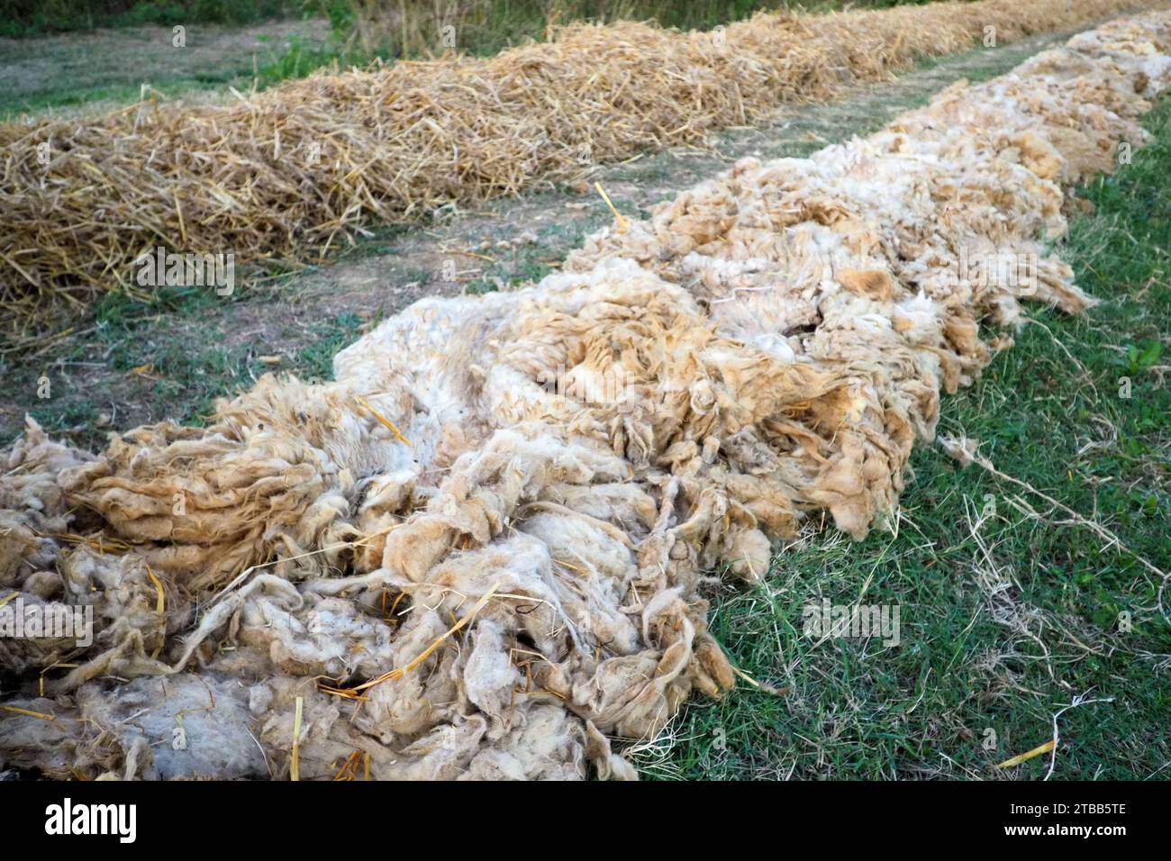 vegetables crops grow in organic vegetable garden during summertime ...