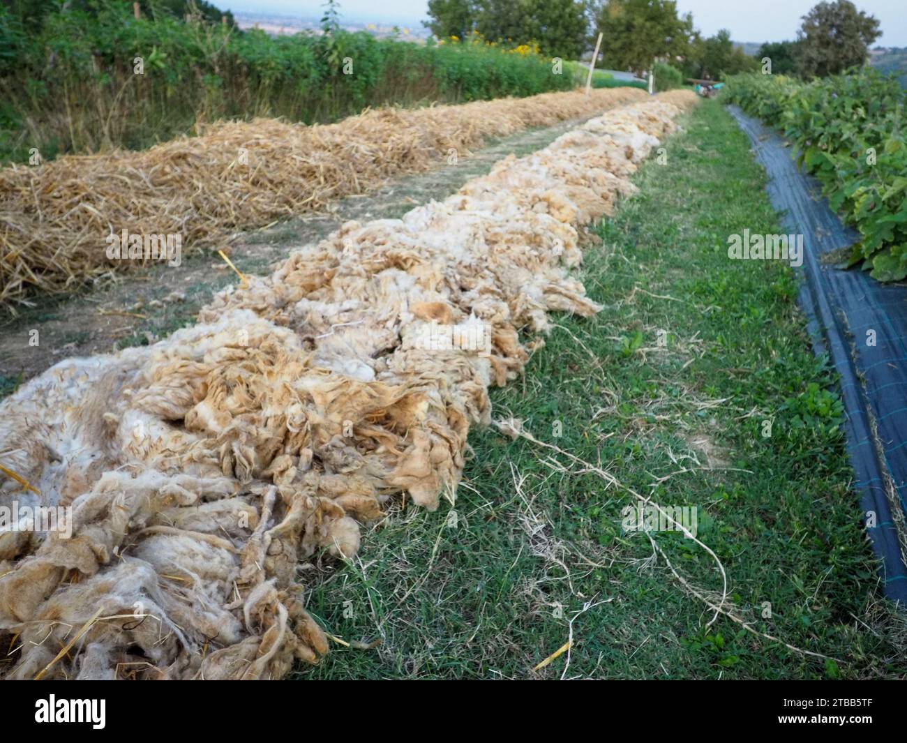 vegetables crops grow in organic vegetable garden during summertime ...