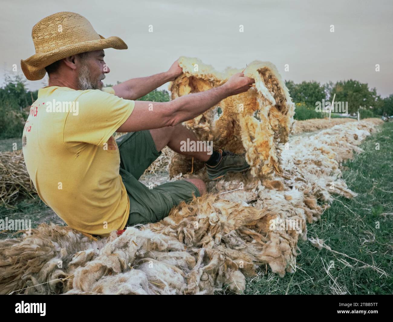 funny adult farmer taking sleep a nap on sheep wool mulch ready for ...