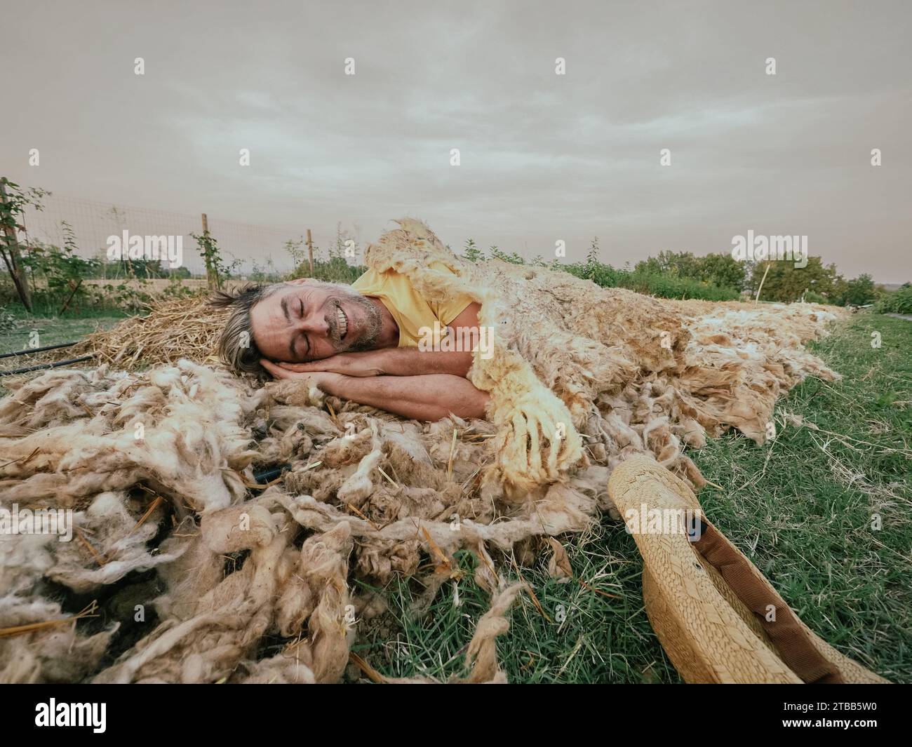 funny adult farmer taking sleep a nap on sheep wool mulch ready for ...