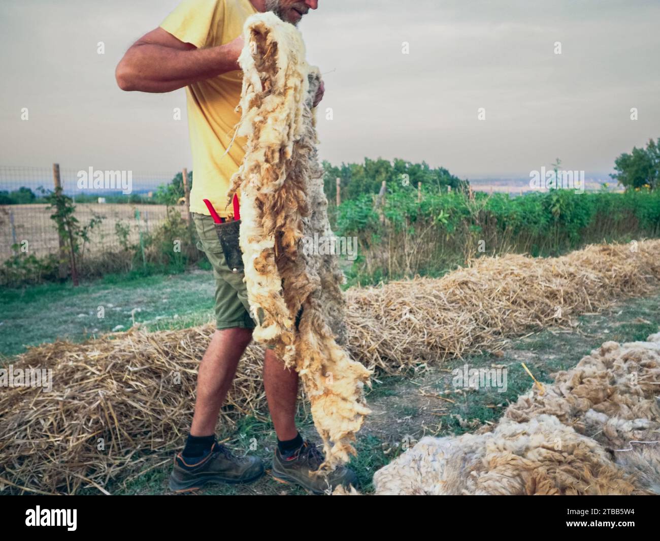 caucasian adult farmer prepare sheep wool mulch in rows for cabbage ...