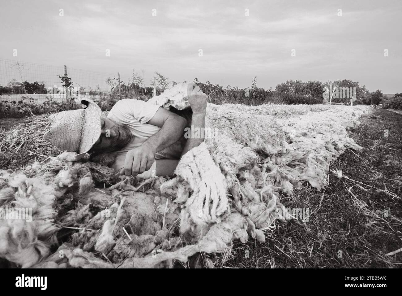 funny adult farmer taking sleep a nap on sheep wool mulch ready for ...