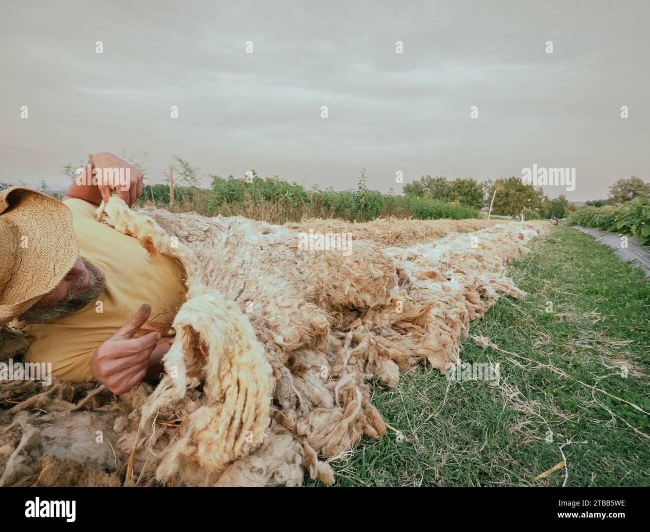 funny adult farmer taking sleep a nap on sheep wool mulch ready for ...