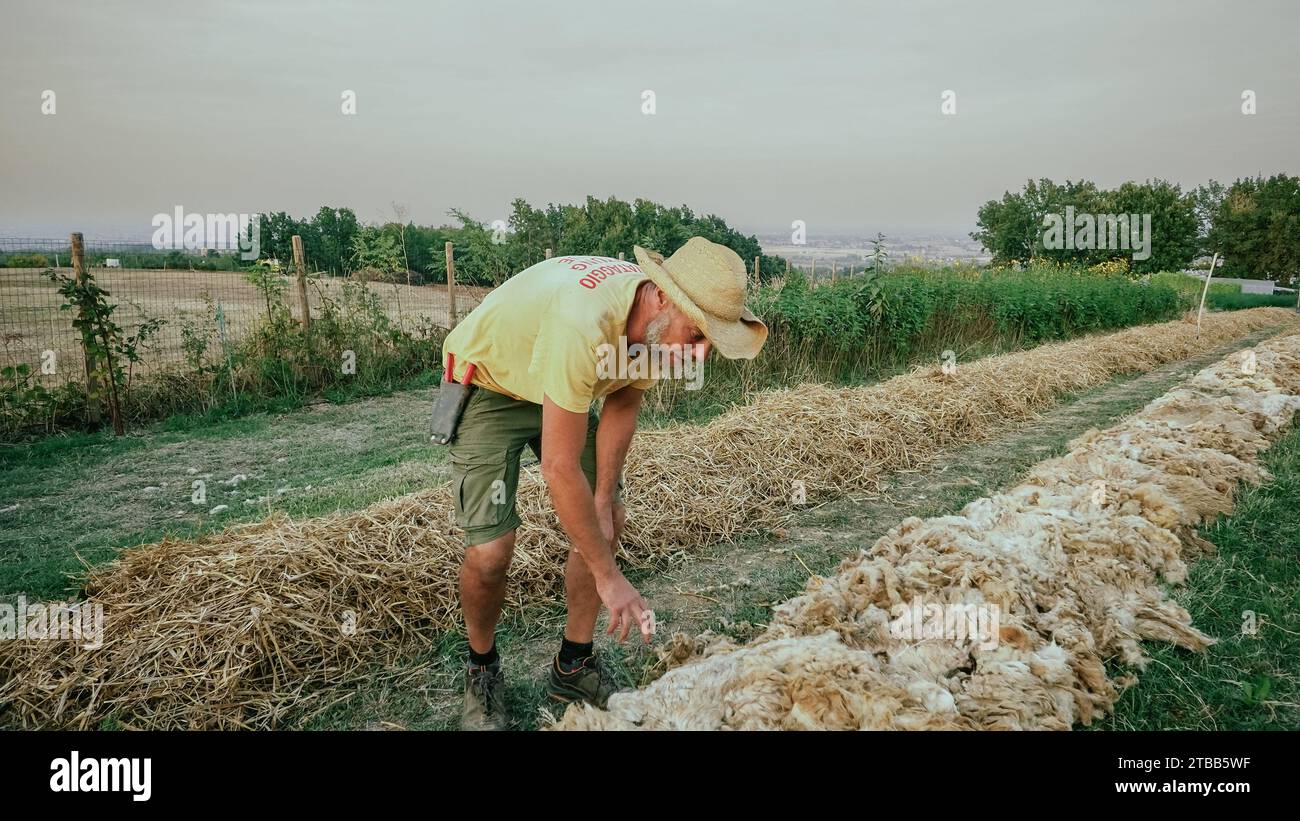 caucasian adult farmer prepare sheep wool mulch in rows for cabbage ...