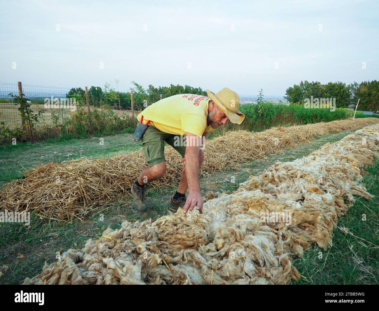 caucasian adult farmer prepare sheep wool mulch in rows for cabbage ...