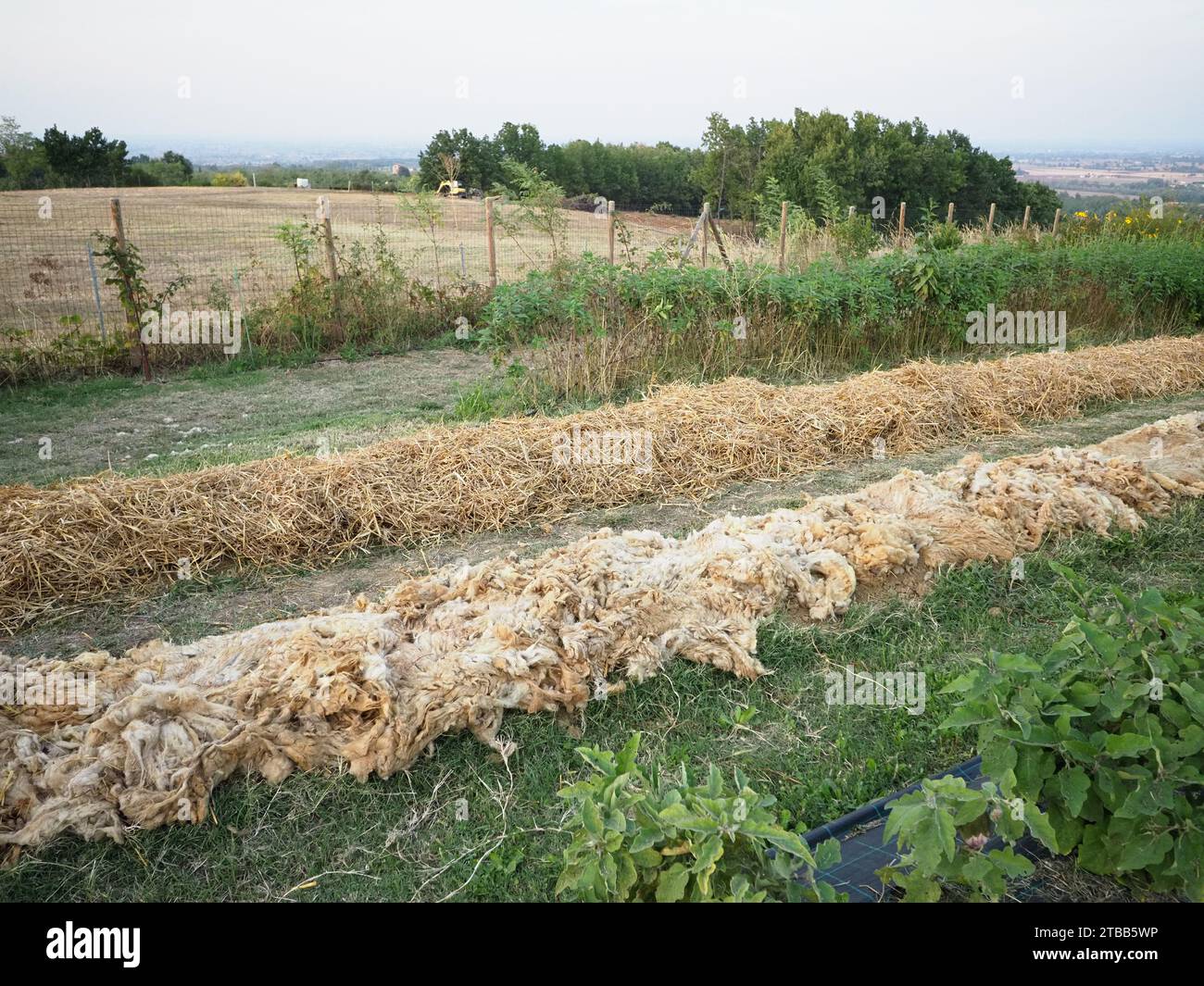 Organic mulch row of crops hi-res stock photography and images - Alamy