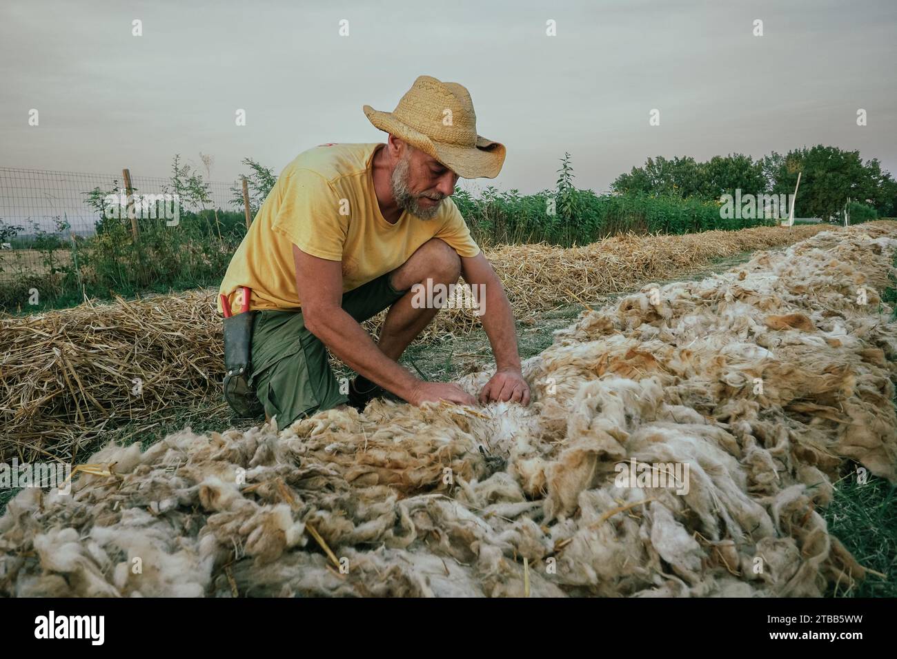 caucasian adult farmer prepare sheep wool mulch in rows for cabbage ...