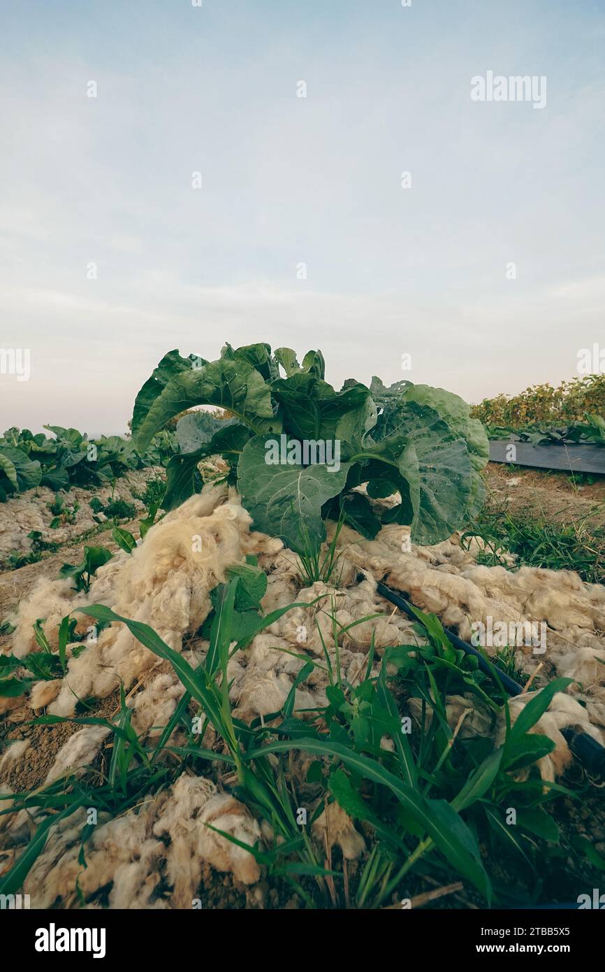 vegetables crops grow in organic vegetable garden during summertime ...