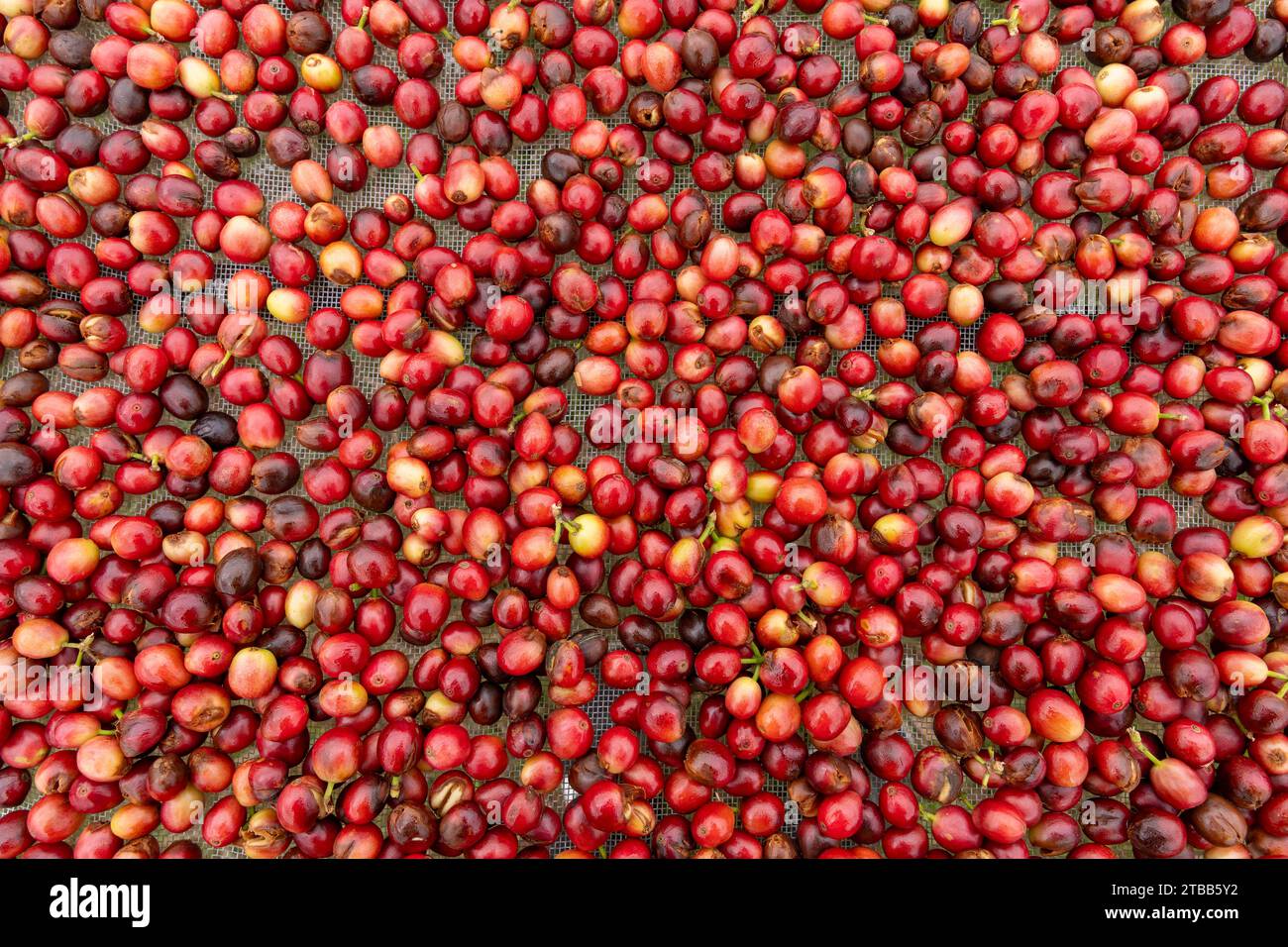 Coffee beans prepared for dry Stock Photo - Alamy