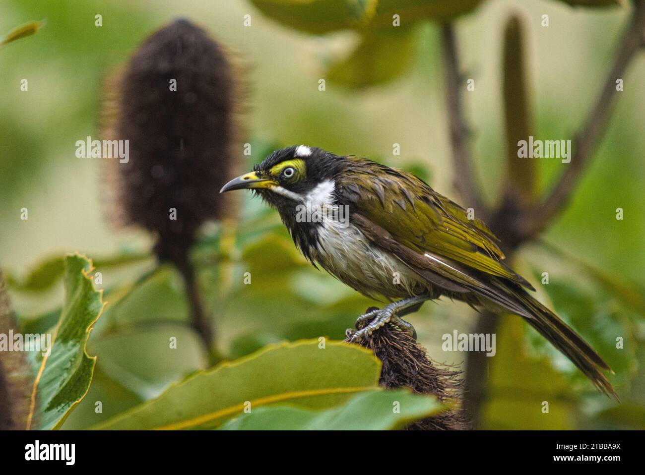 Honey bird hi-res stock photography and images - Alamy