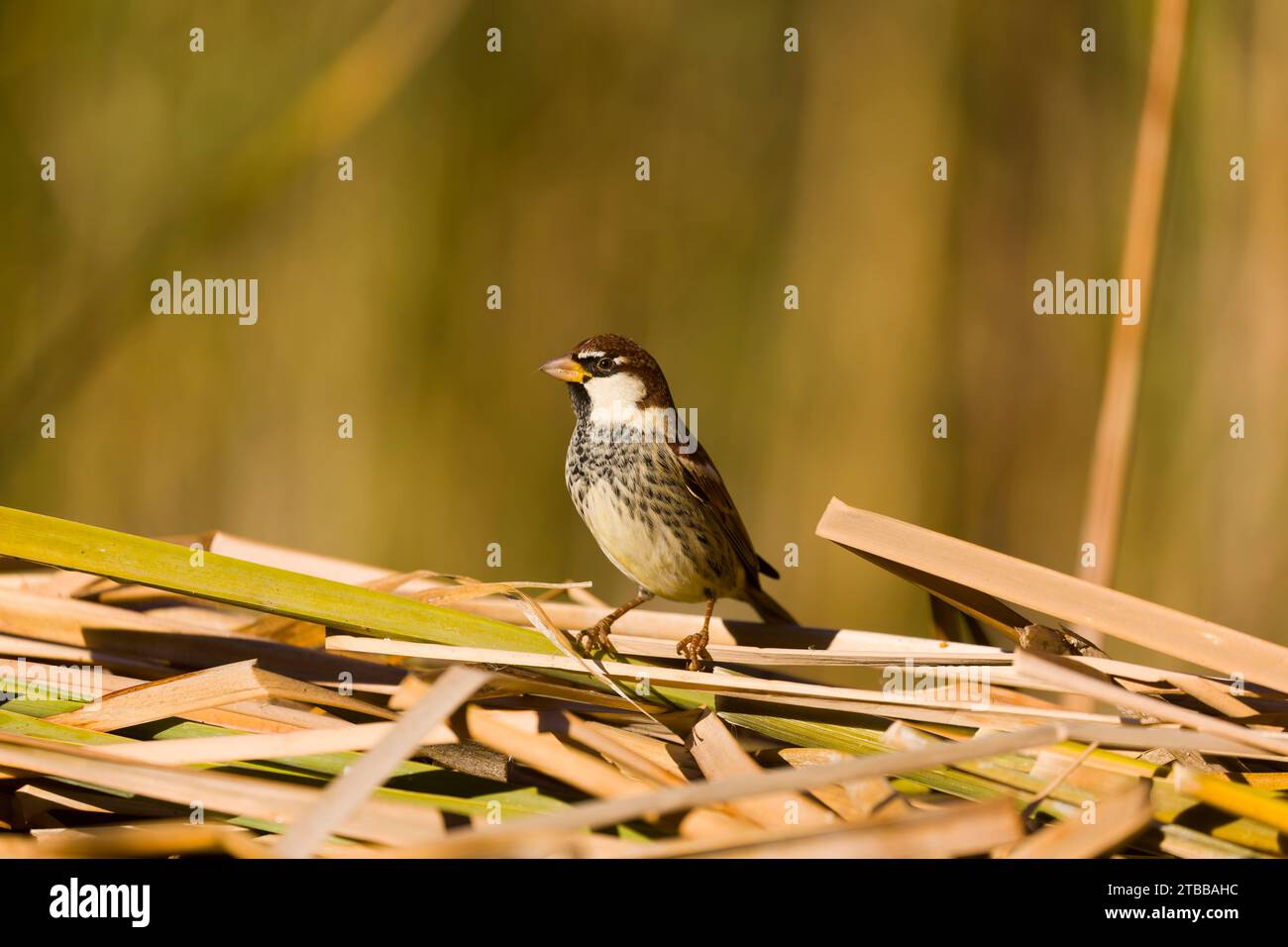 Spanish sparrow Passer hispaniolensis, winter plumage adult male ...