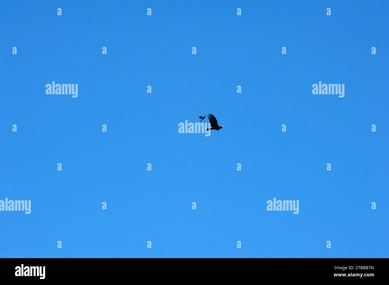 David beats goliath hi-res stock photography and images - Alamy