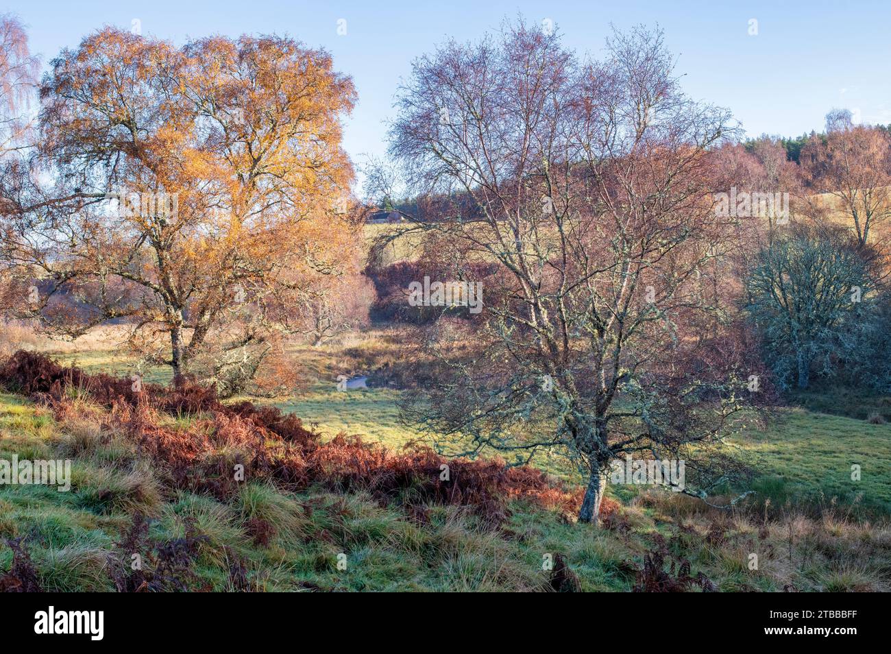 Betula. Birch trees in the scottish countryside. Morayshire, Scotland ...