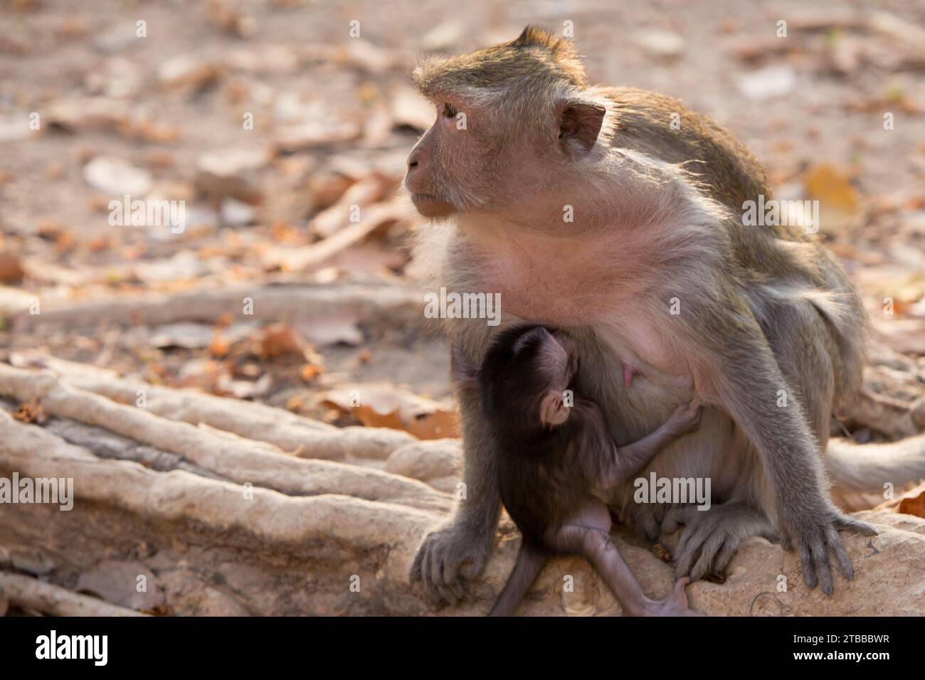 Babby Monkey and baby clenching on Stock Photo - Alamy