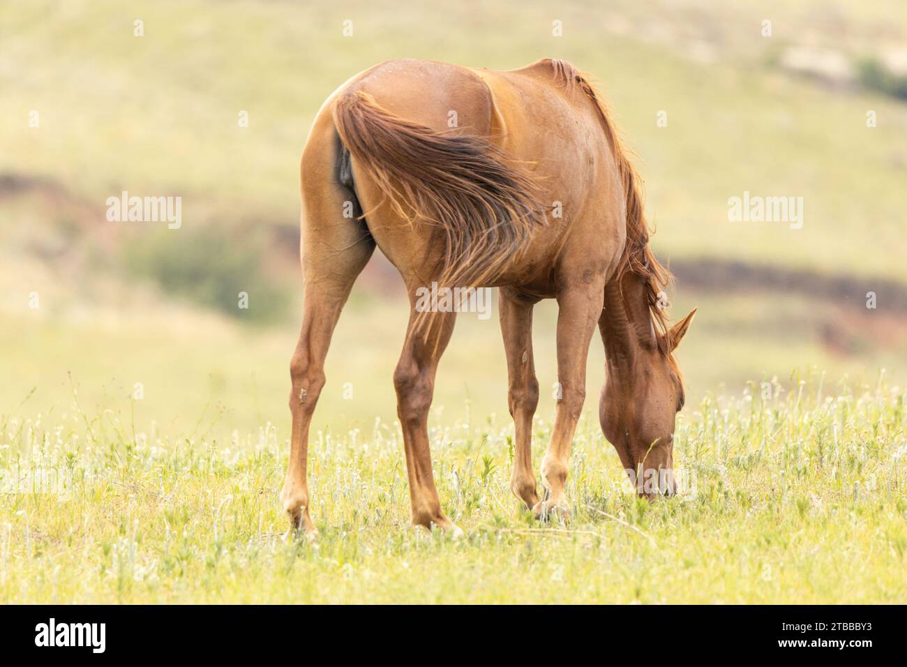 Undomesticated wild horses grazing in a meadow in South Africa. The ...
