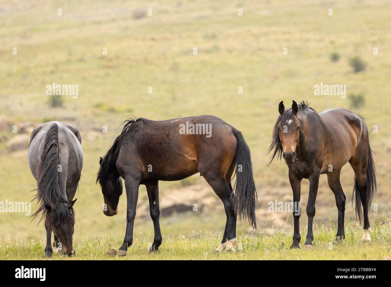 Undomesticated wild horses grazing in a meadow in South Africa. The ...