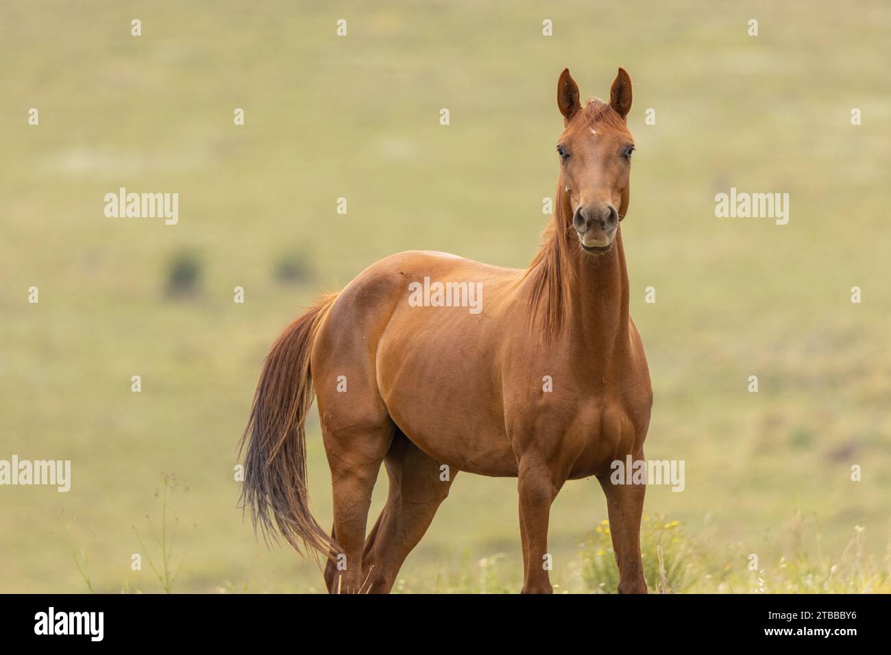 Undomesticated wild horses grazing in a meadow in South Africa. The ...