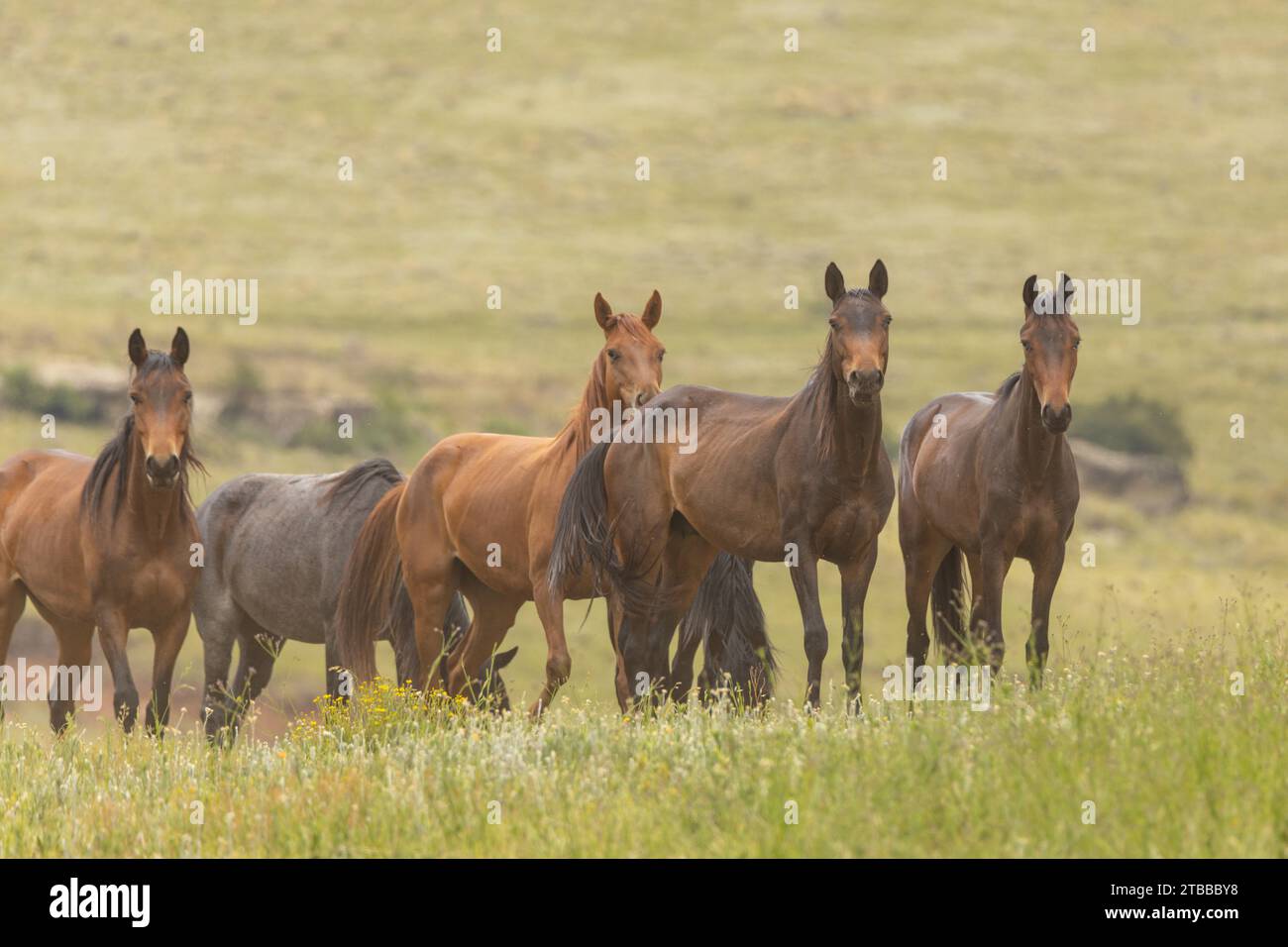 Undomesticated wild horses grazing in a meadow in South Africa. The ...