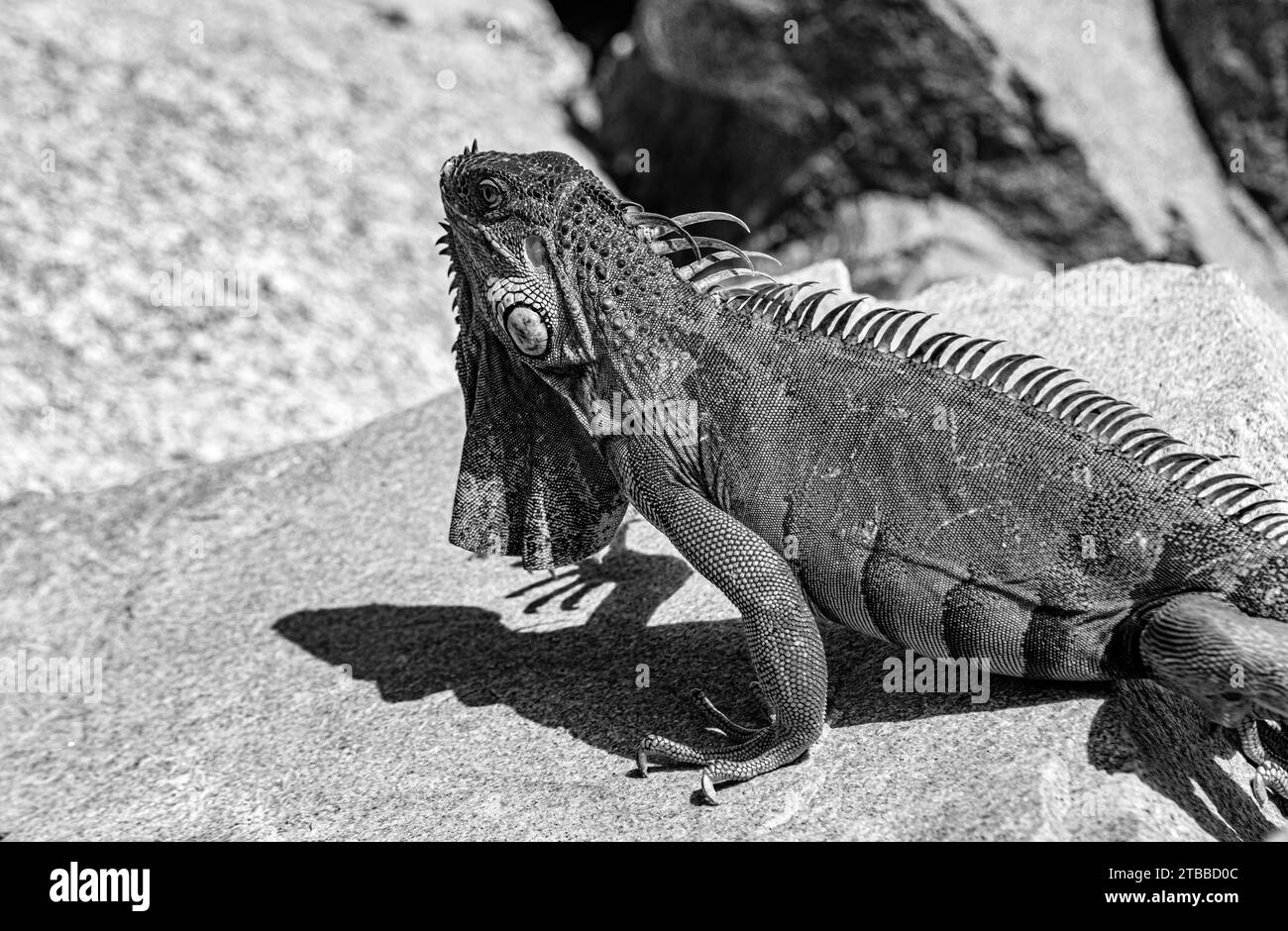 Iguana reptilian, exotic wild dragon Stock Photo - Alamy