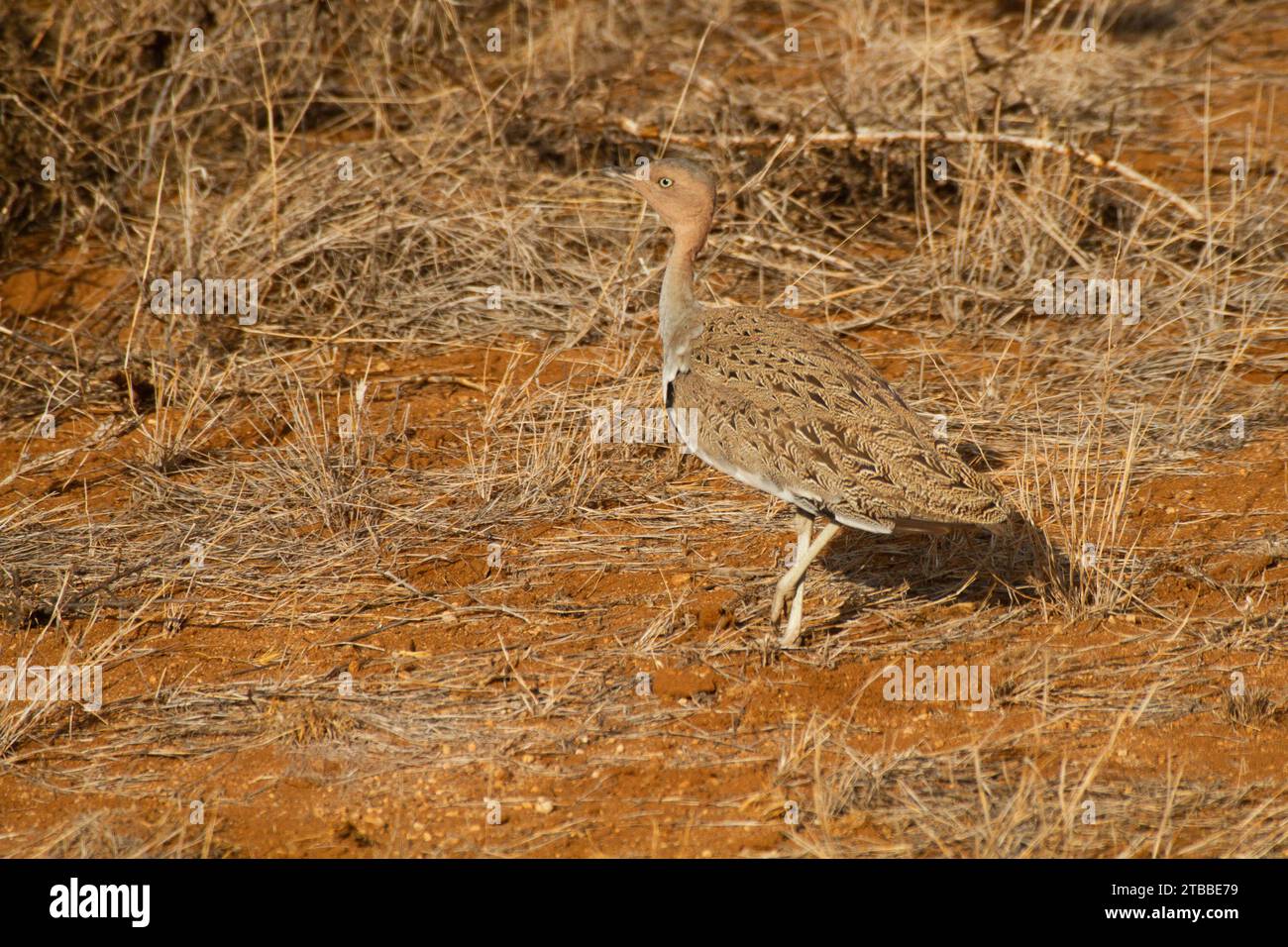 Crested bustard hi-res stock photography and images - Alamy