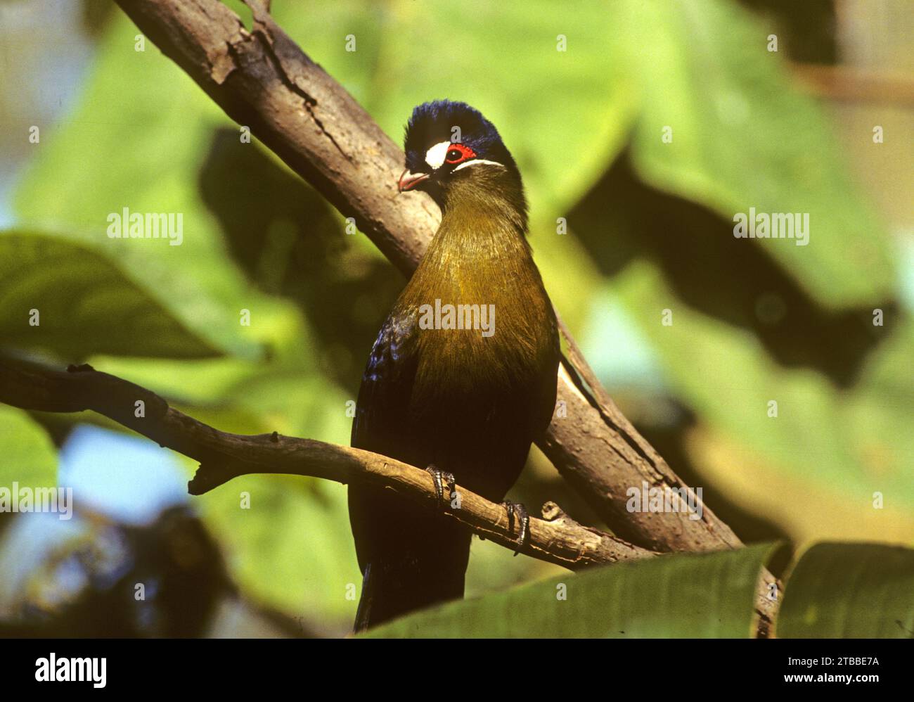 Turaco tanzania hi-res stock photography and images - Alamy