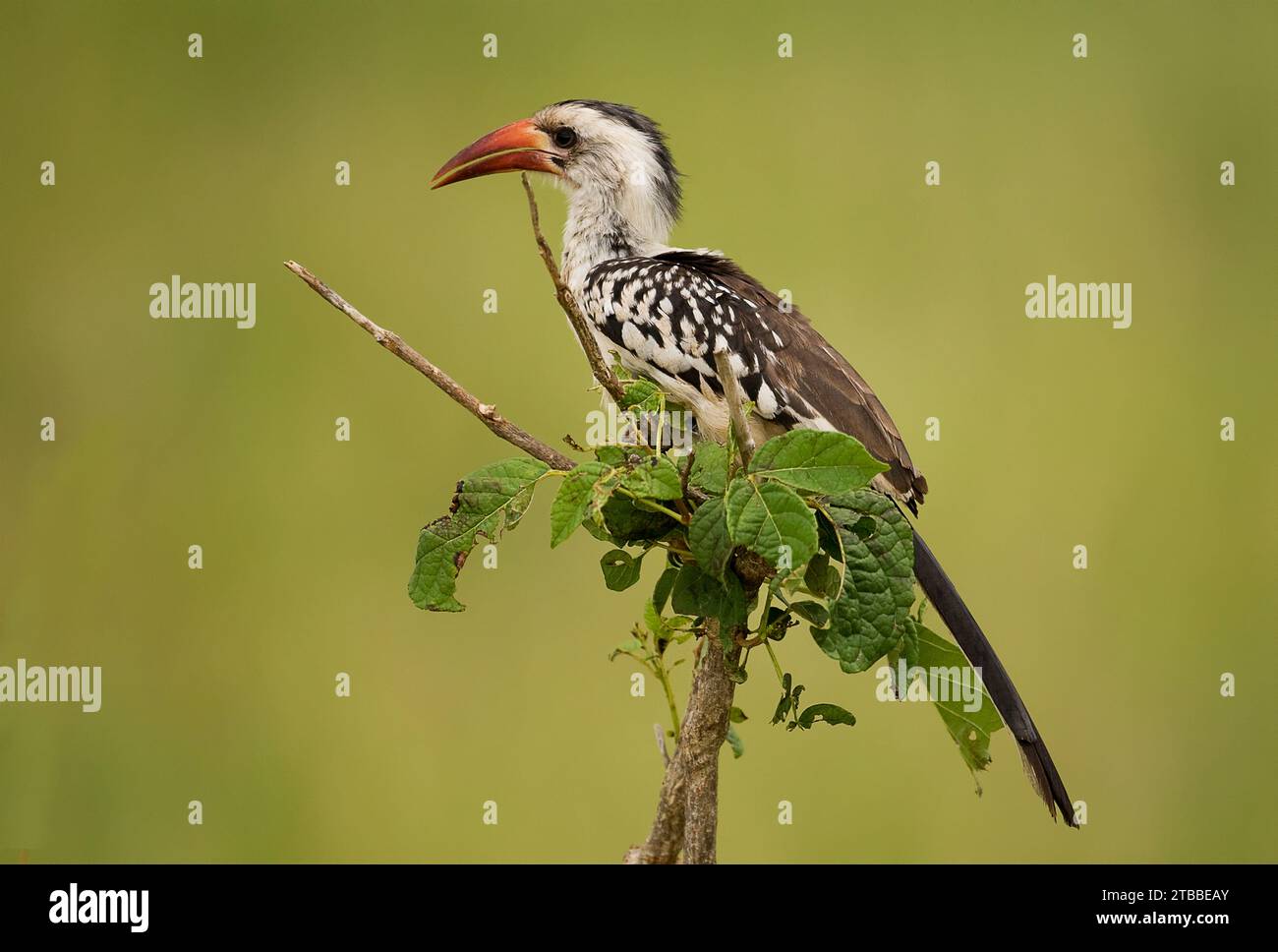 Hornbill habitat conservation hi-res stock photography and images - Alamy