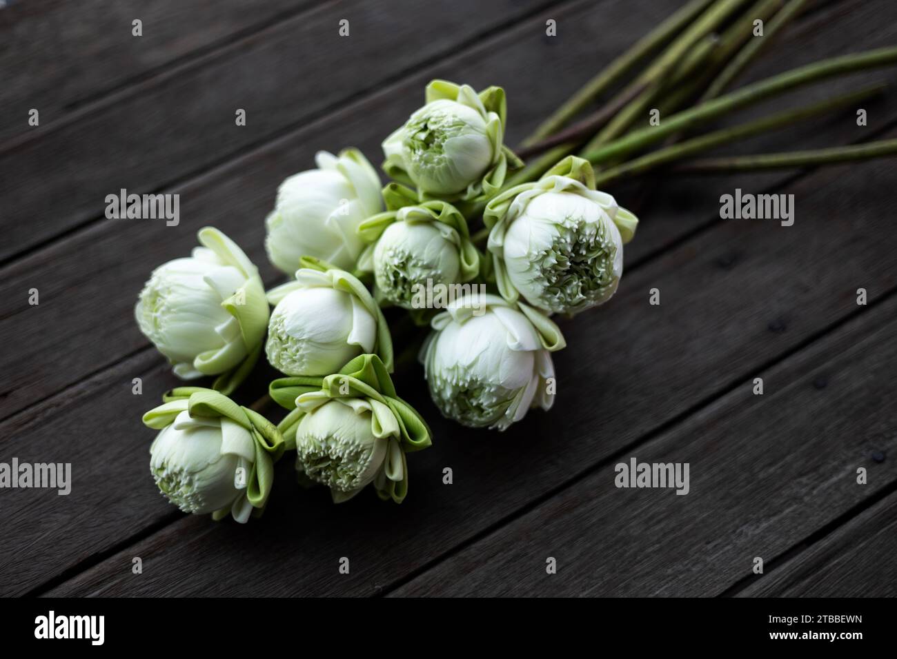 close up, many of white lotus bud on Wooden table background. Folding ...