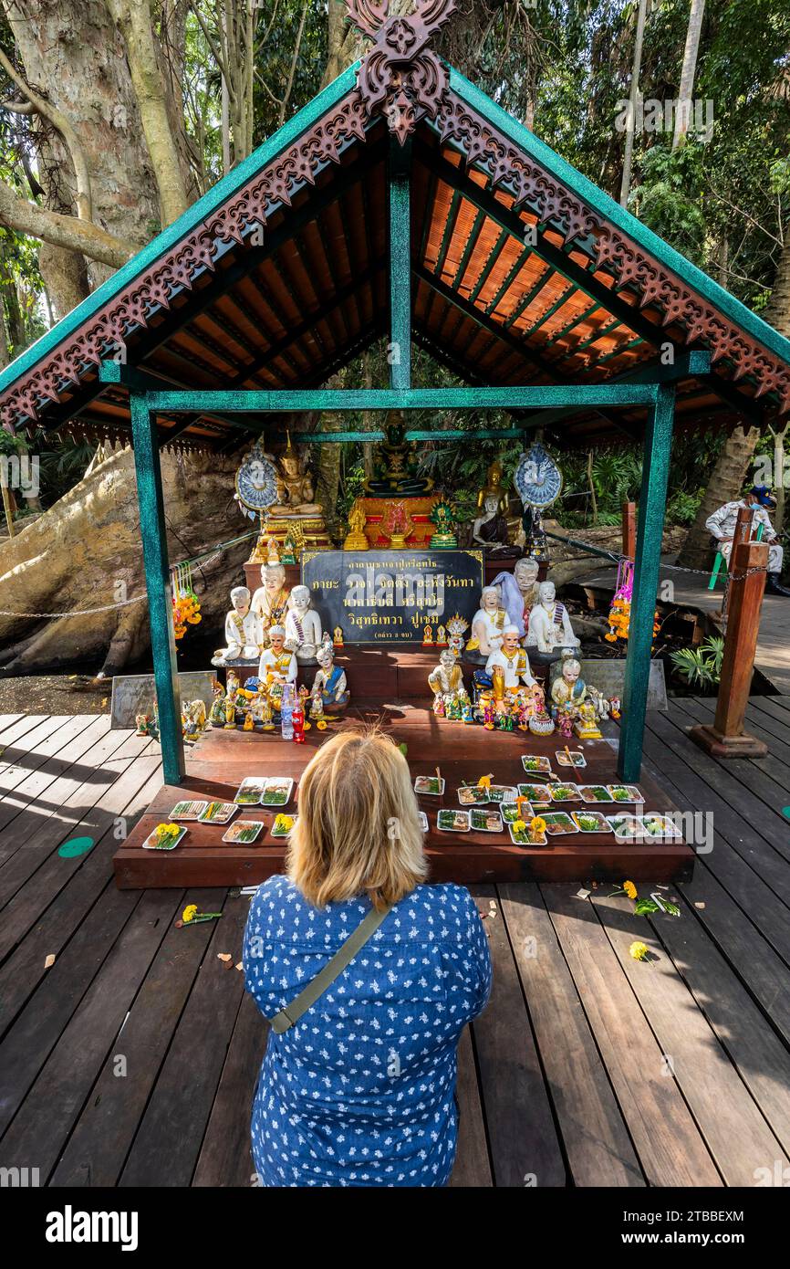 Wat Kham Chanot(Kamchanod), prayers at small shrine of giant tree, Naga ...