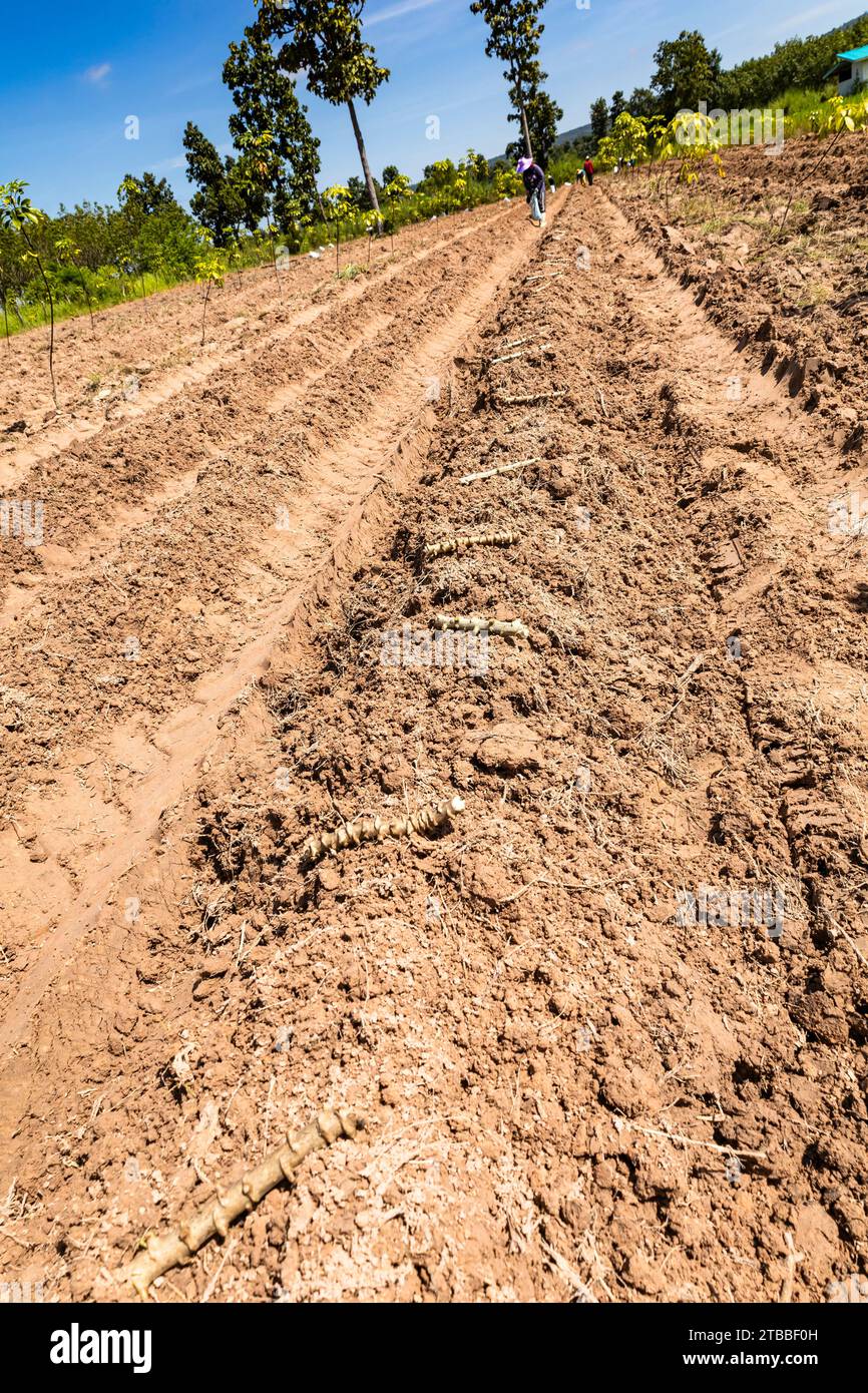 Cassava field, planting work, Song Dao district, Sakon Nakhon, Isan ...