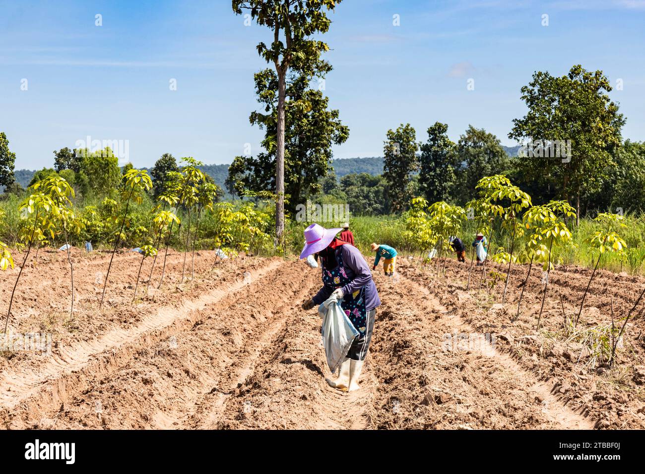 Cassava field, planting work, Song Dao district, Sakon Nakhon, Isan ...
