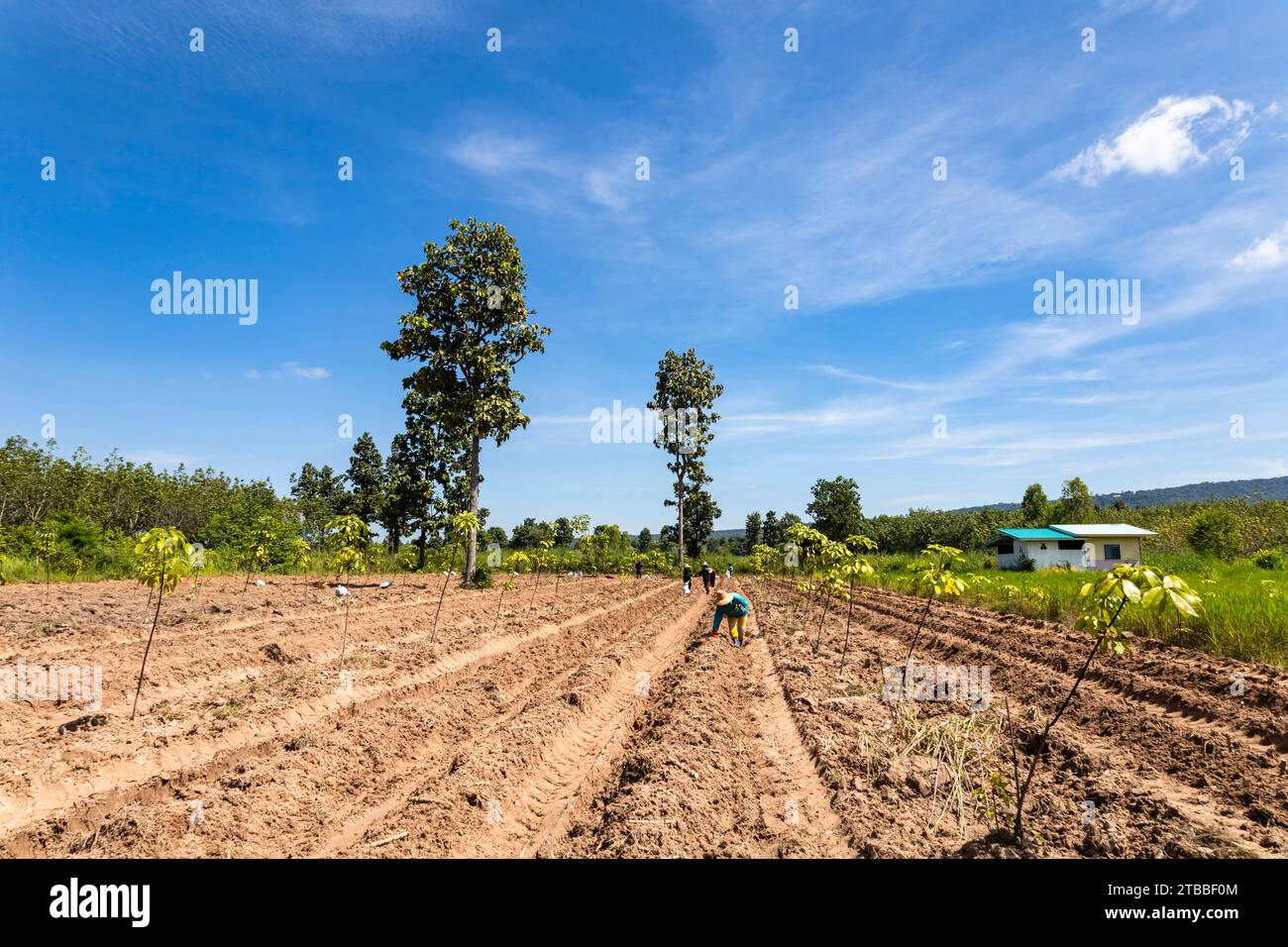 Cassava field, planting work, Song Dao district, Sakon Nakhon, Isan ...