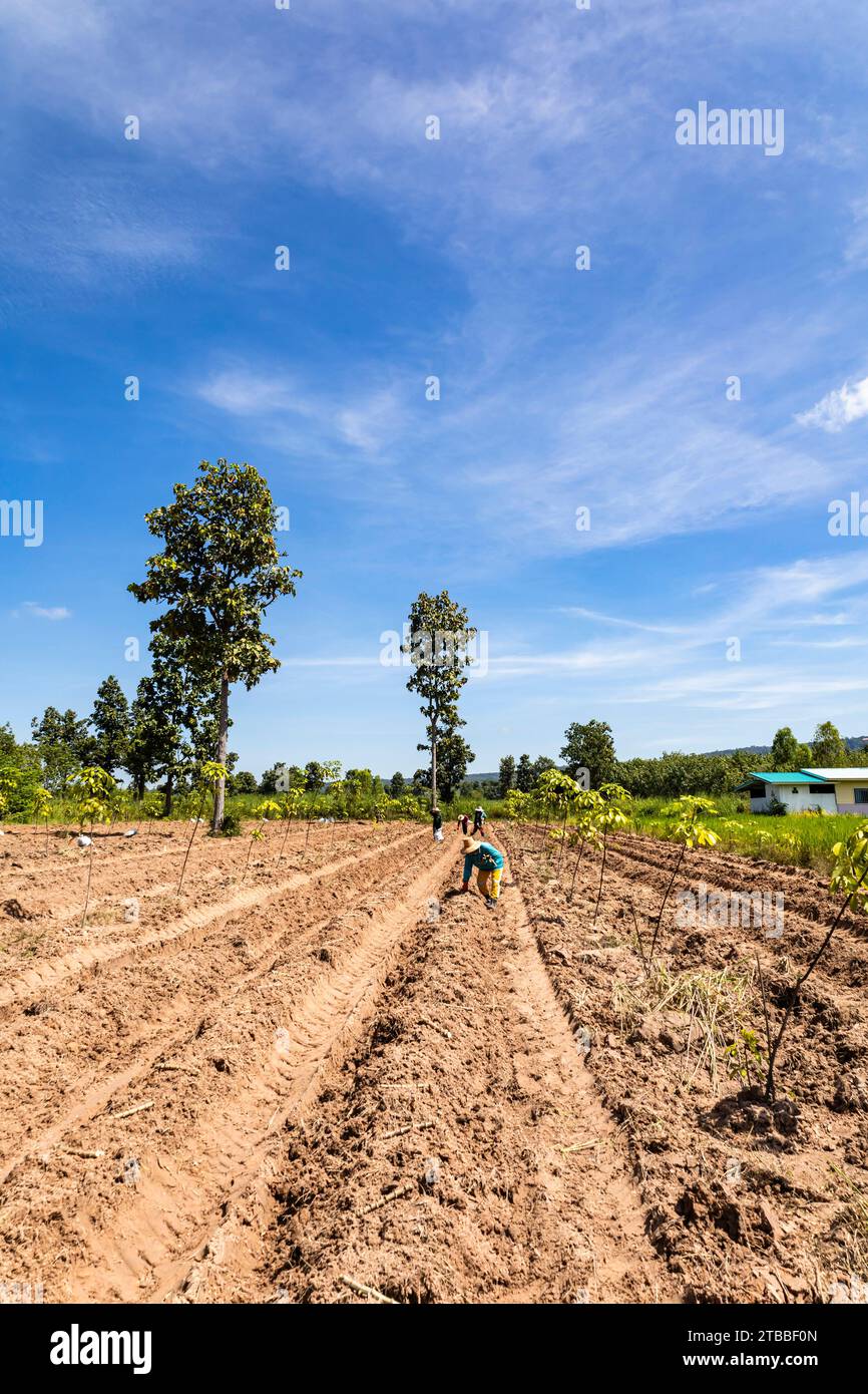 Cassava field, planting work, Song Dao district, Sakon Nakhon, Isan ...