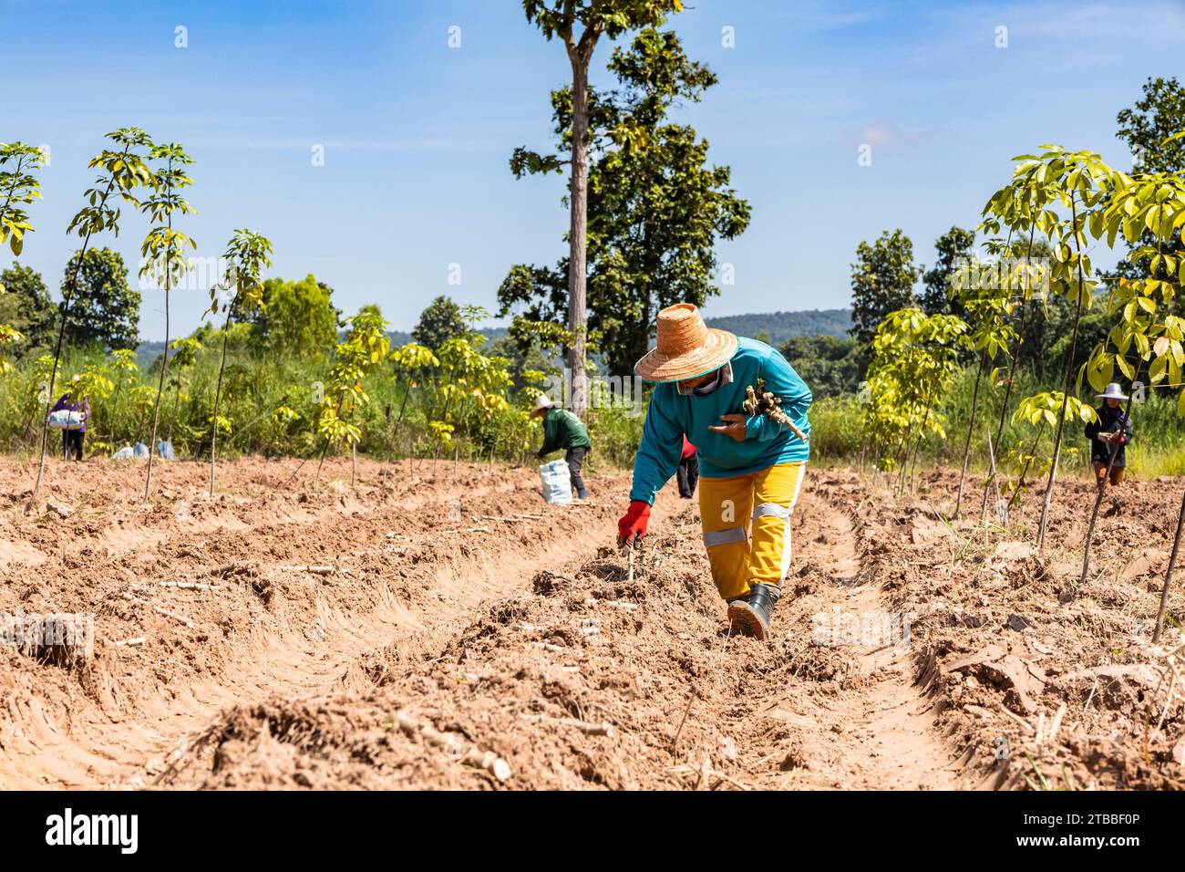 Cassava plant hi-res stock photography and images - Alamy