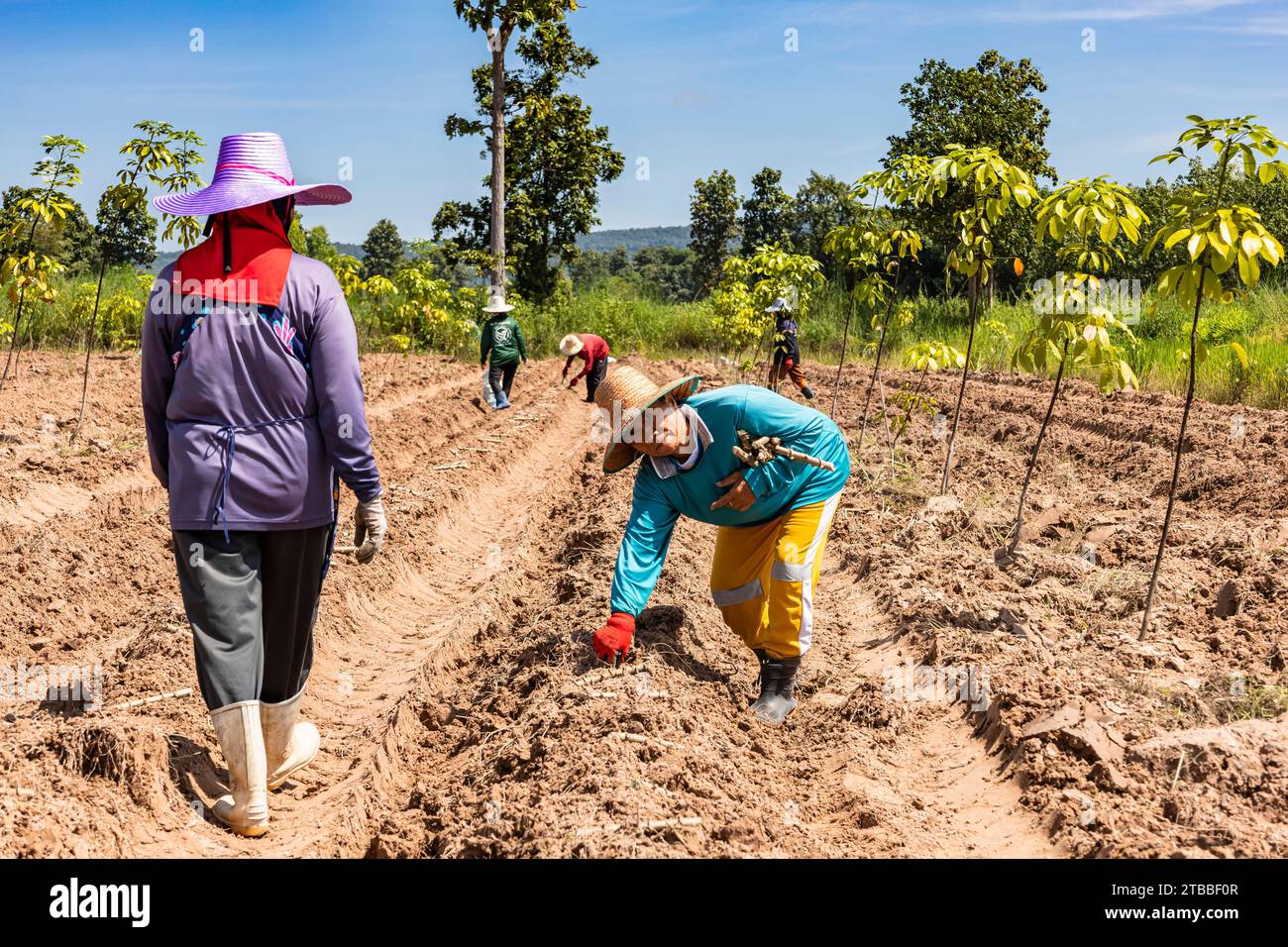 Cassava field, planting work, Song Dao district, Sakon Nakhon, Isan ...