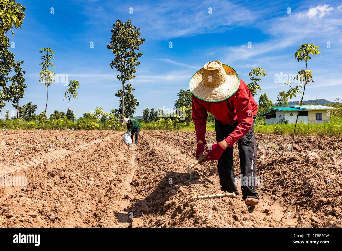Cassava plant hi-res stock photography and images - Alamy