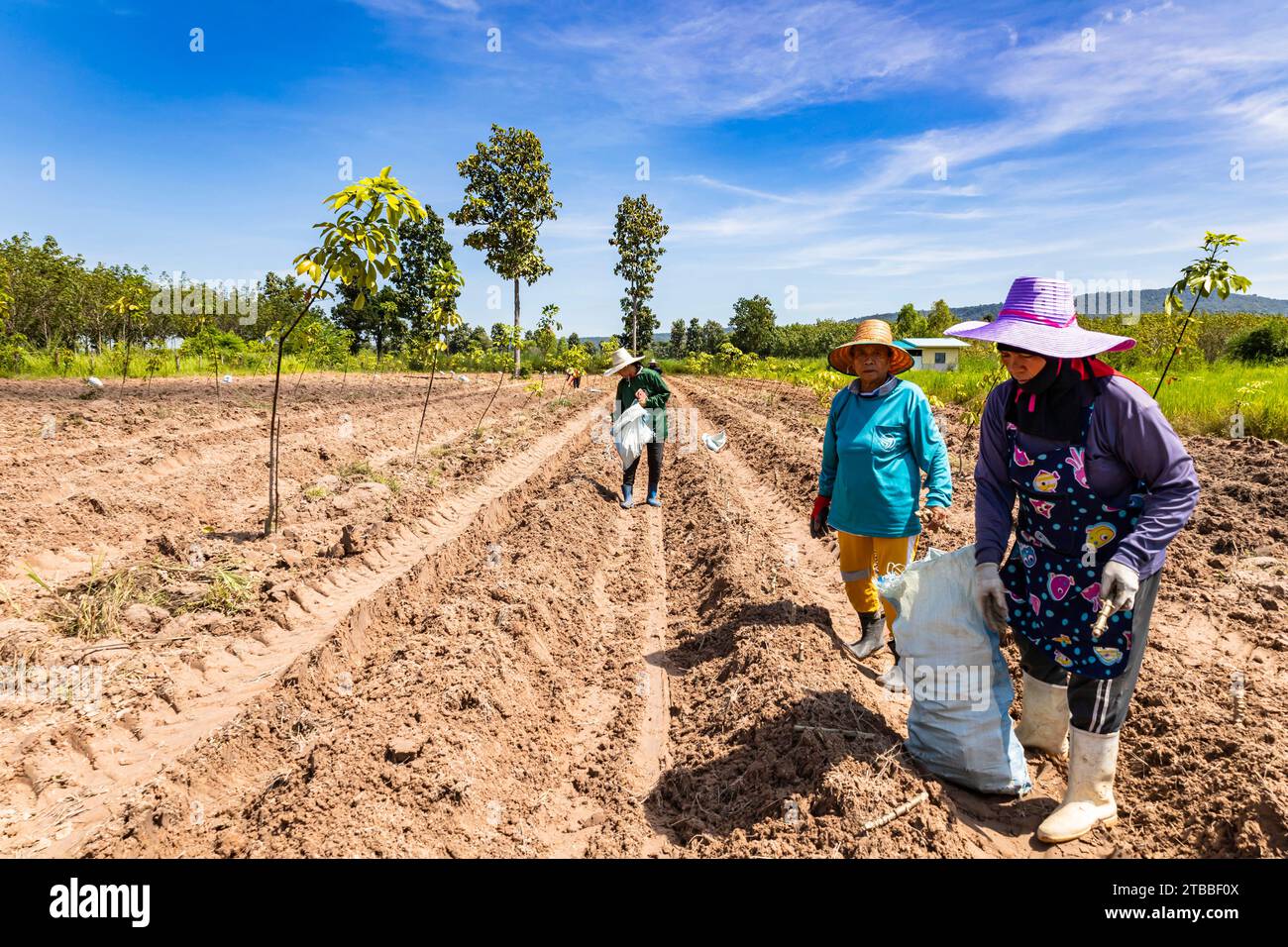 Cassava field, planting work, Song Dao district, Sakon Nakhon, Isan ...
