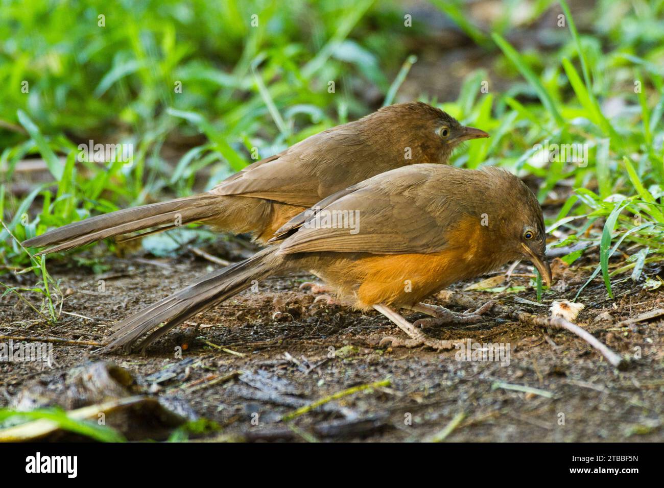 Rufus bird hi-res stock photography and images - Alamy