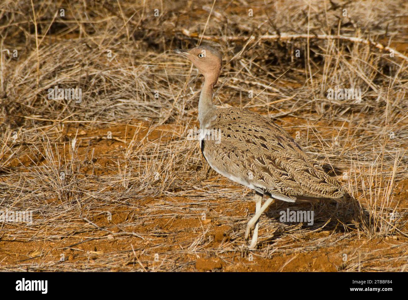 Crested crow hi-res stock photography and images - Alamy
