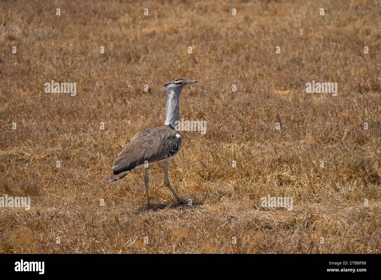 Bustard birds hi-res stock photography and images - Alamy