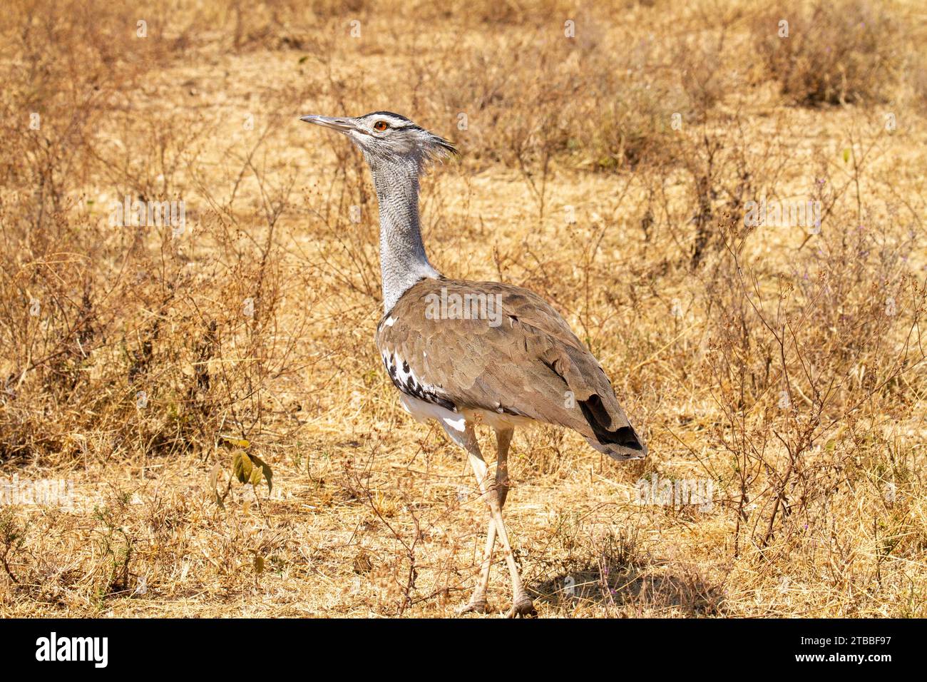 Bustard feather hi-res stock photography and images - Alamy
