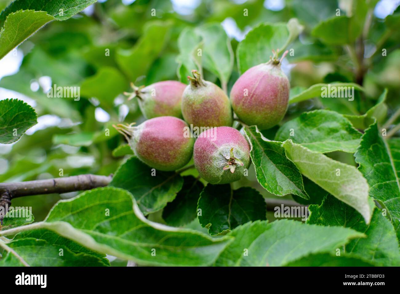 Small green fruits hi-res stock photography and images - Alamy