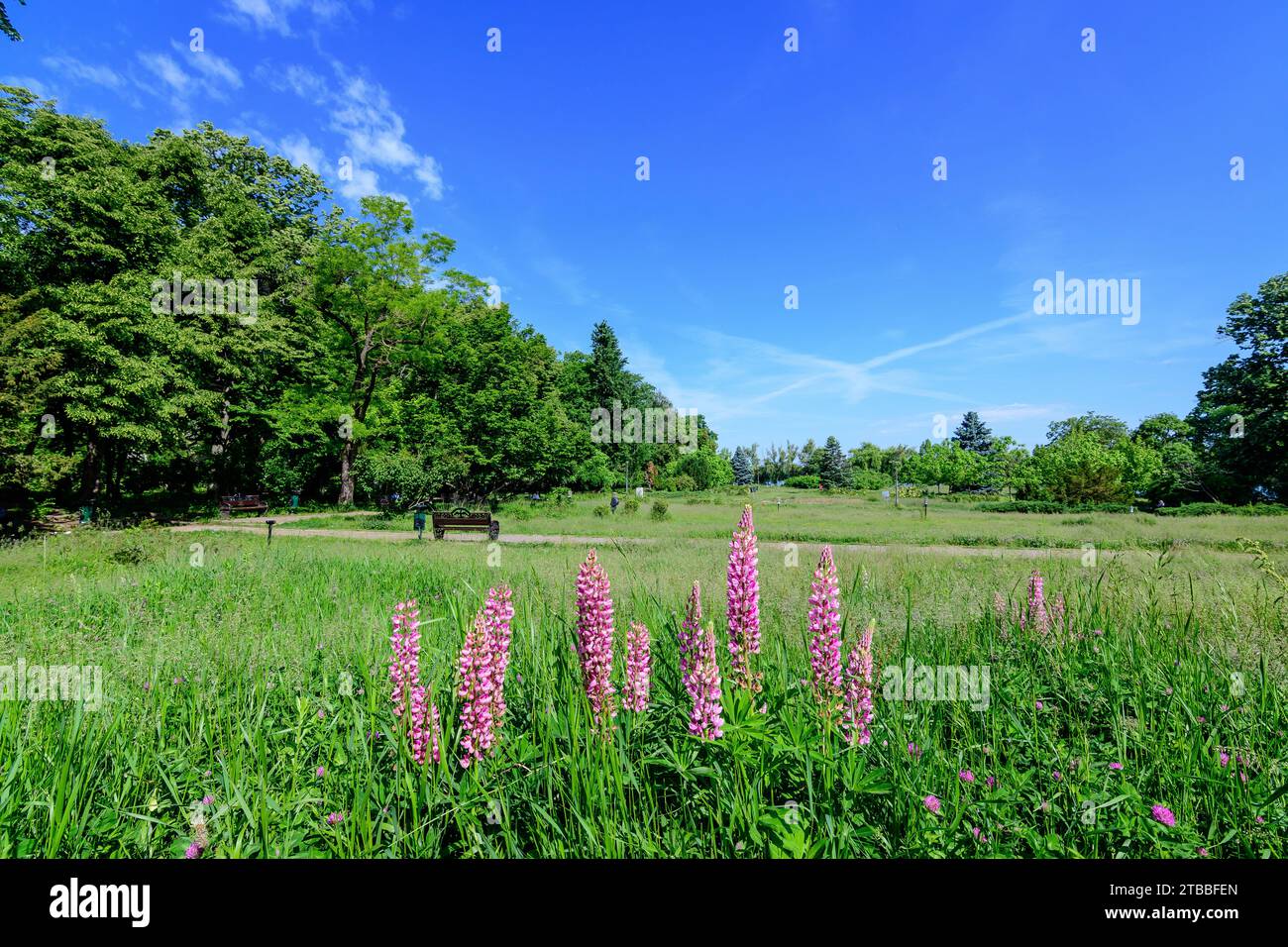 Landscape with grass, pink lupin flowers and large old green trees ...