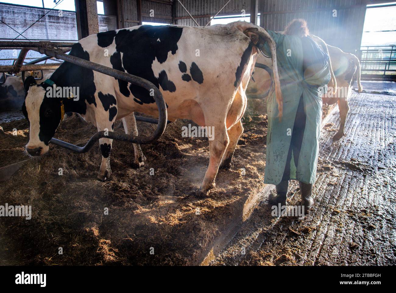 Veterinary examination cow hi-res stock photography and images - Alamy