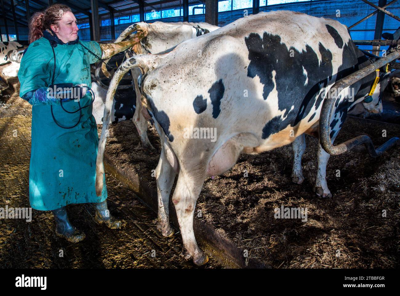 Veterinary examination cow hi-res stock photography and images - Alamy