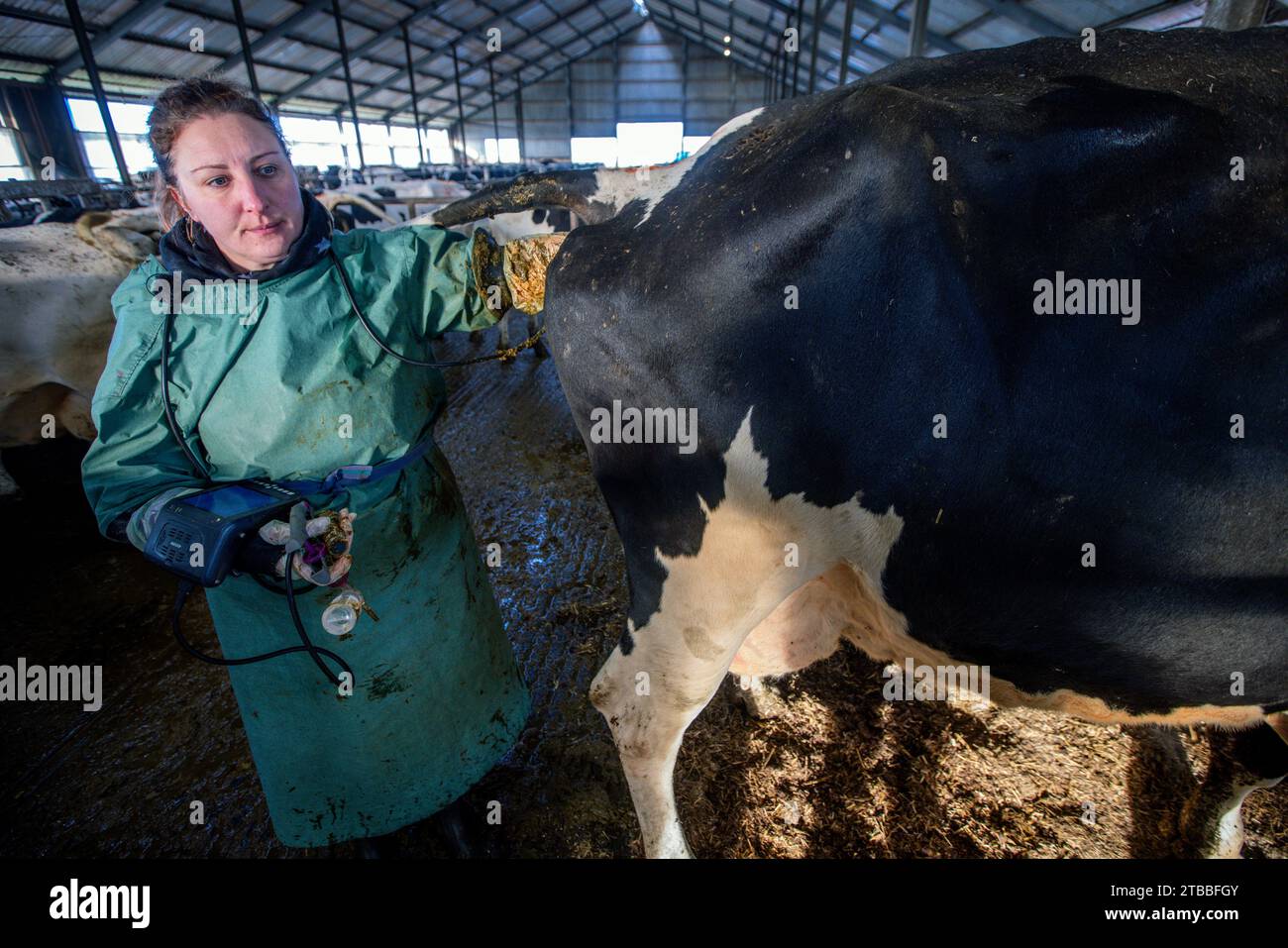 Veterinary examination cow hi-res stock photography and images - Alamy