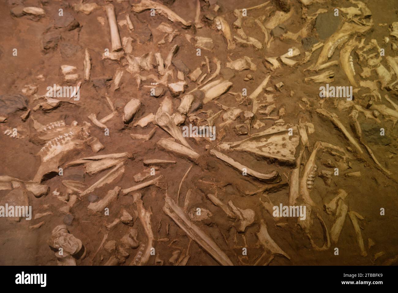 old skull bones archeology excavations anatomy old paleontology ...