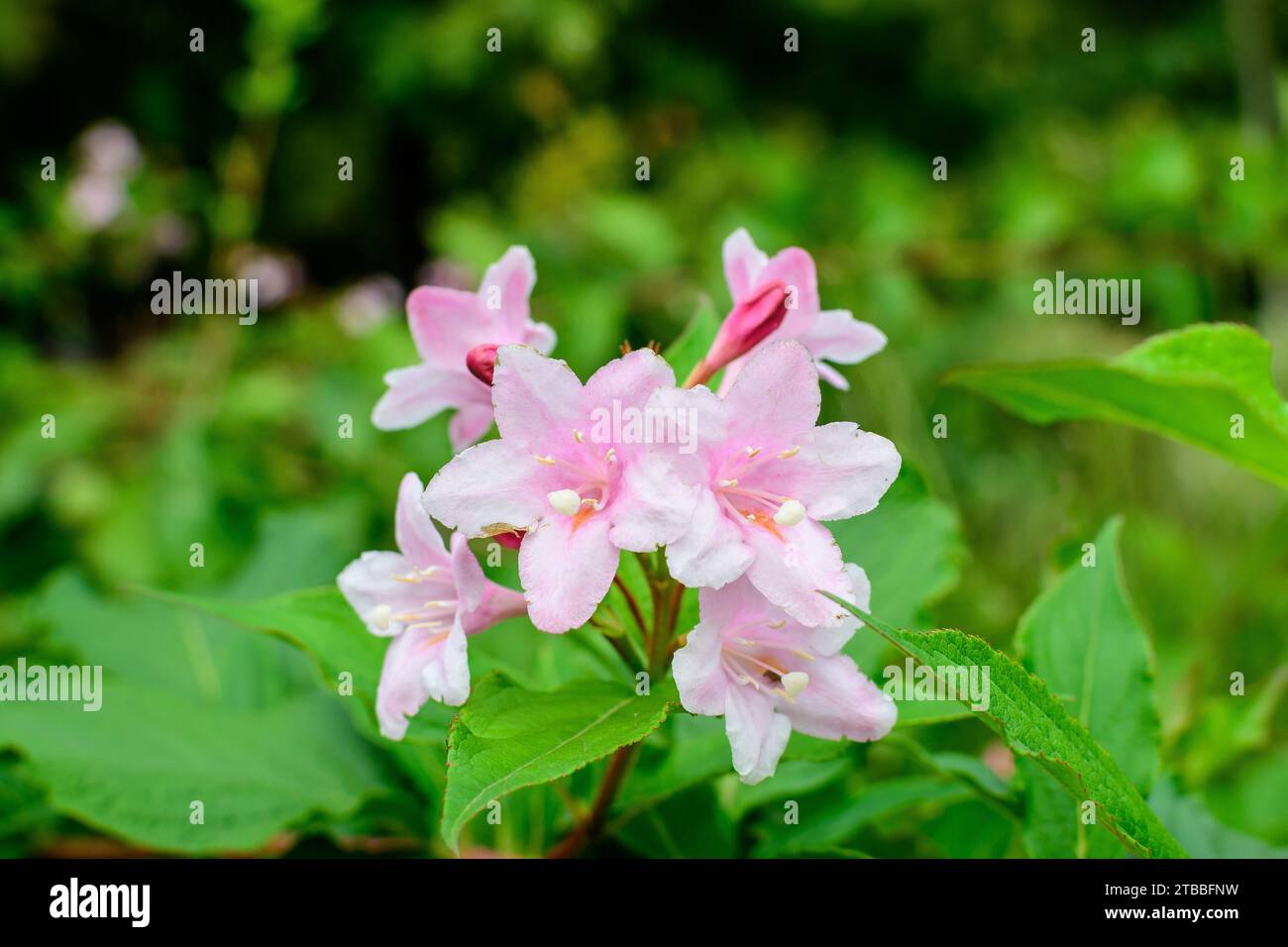 Many light pink flowers of Weigela florida plant with flowers in full ...